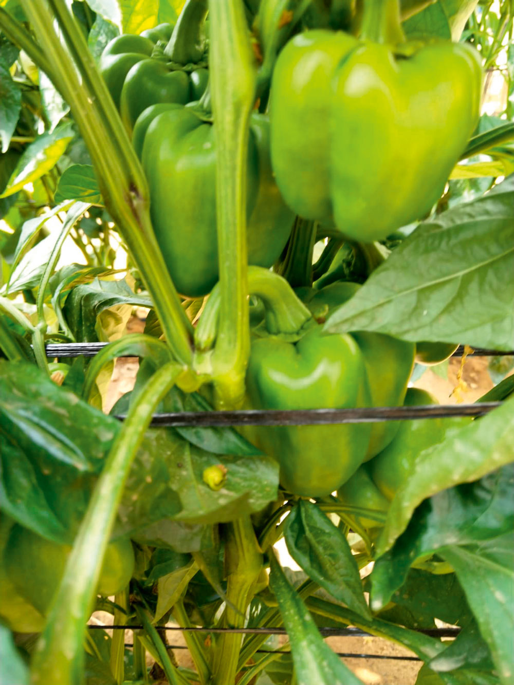 Microbial energy, biobased chemicals, and soil improvement are the new ...